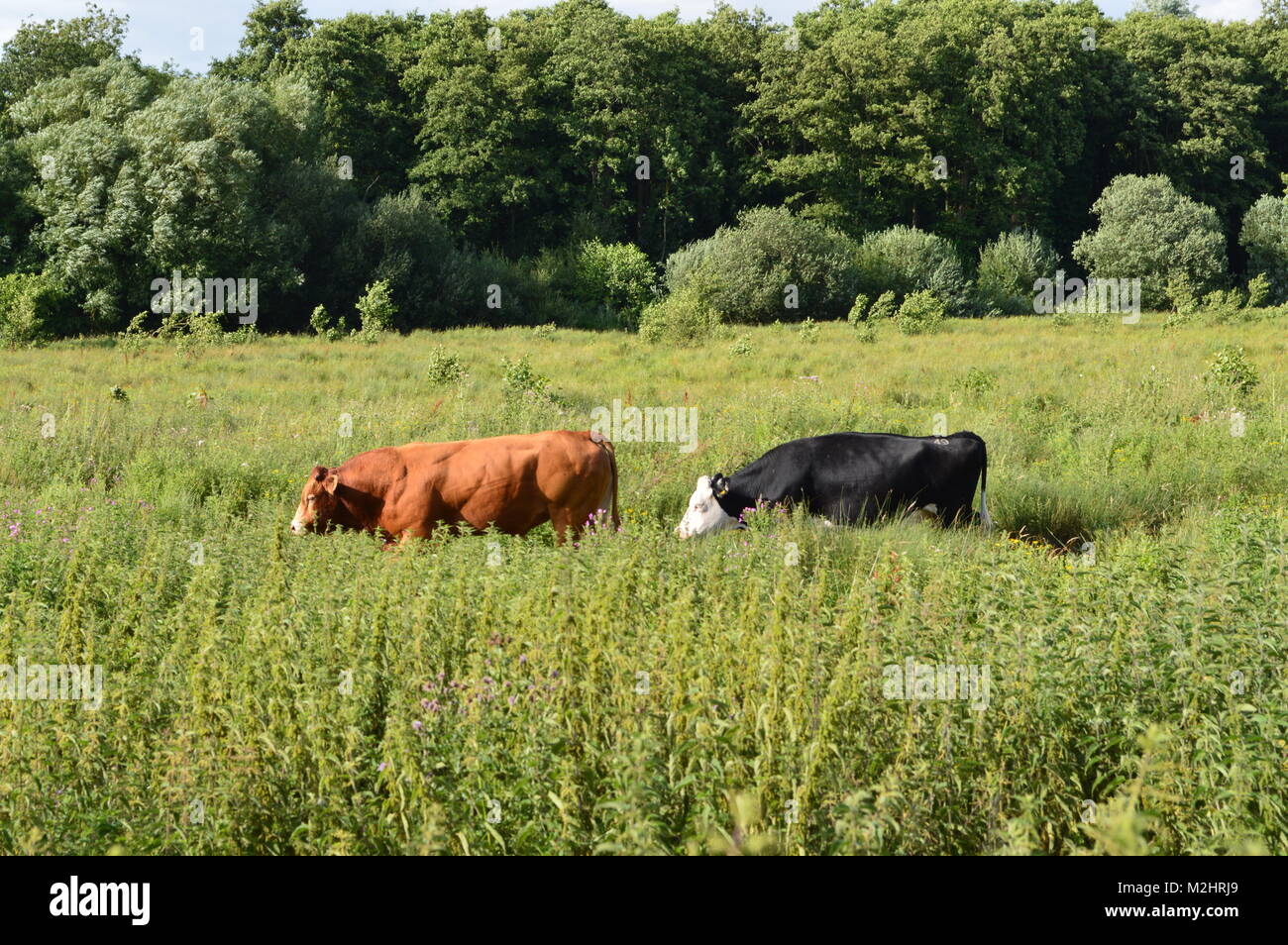 Two cows in the long grass hi-res stock photography and images - Alamy