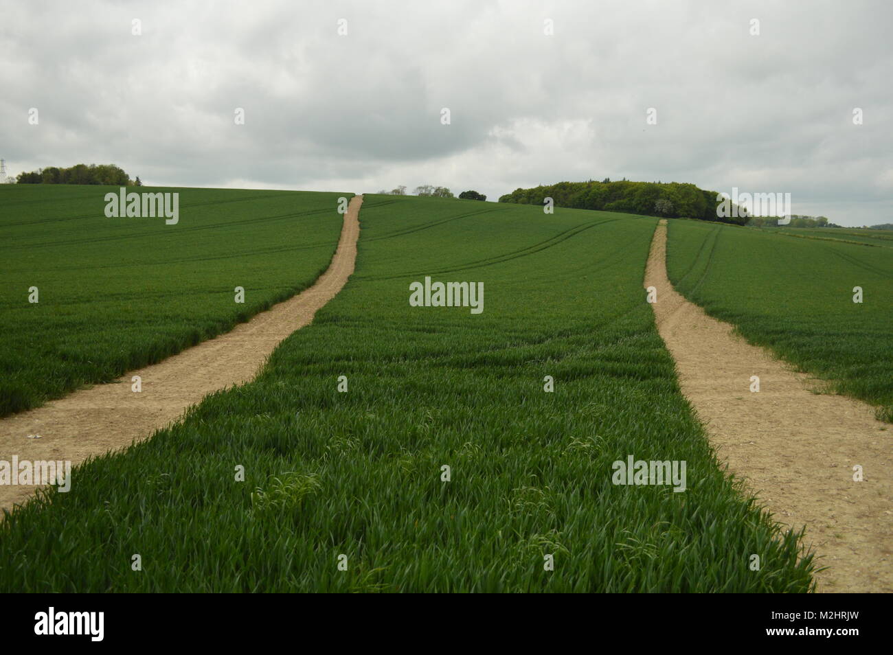 Two paths leading different directions hi-res stock photography and ...