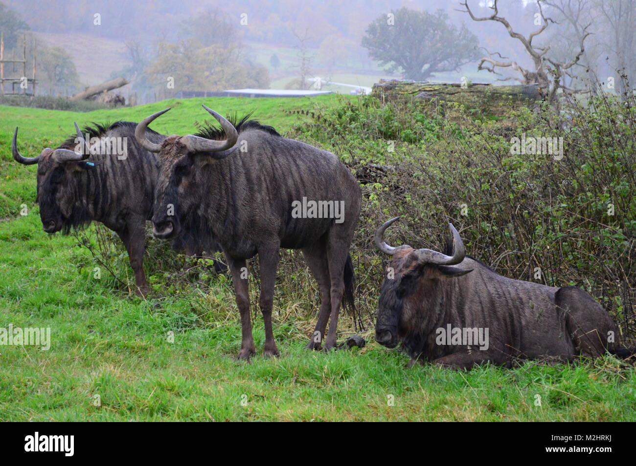Three bisons hi-res stock photography and images - Alamy