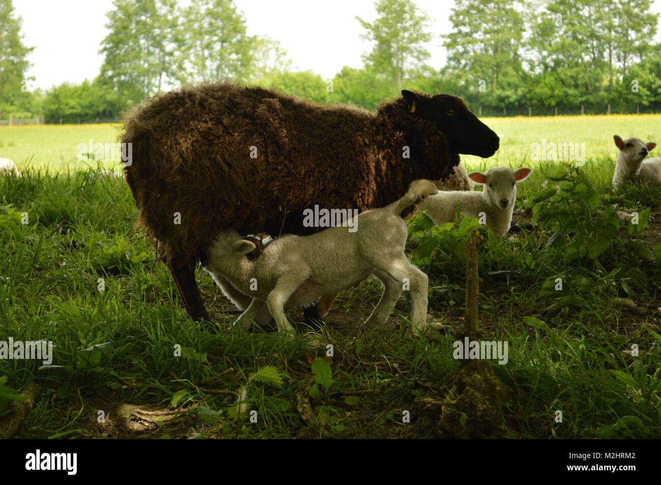 Feeding baby lamb hi-res stock photography and images - Alamy