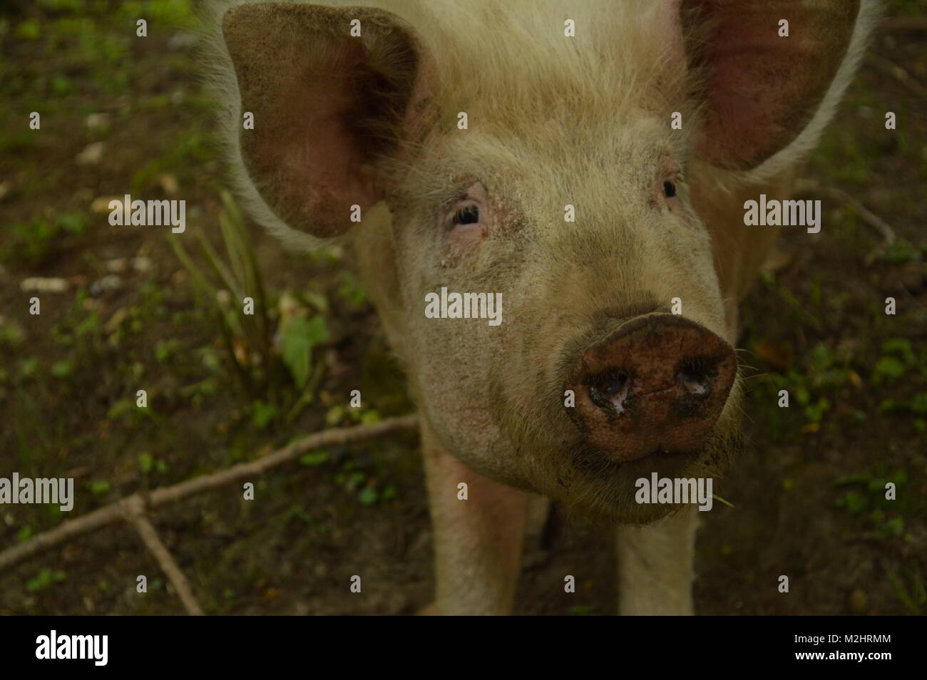 Porky pig hi-res stock photography and images - Alamy