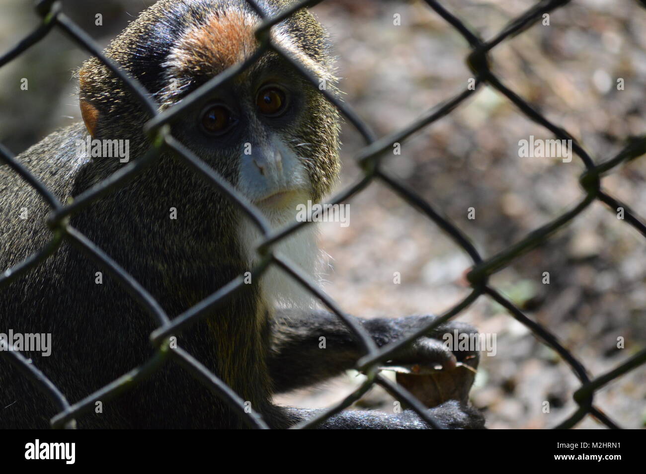 A sad looking Monkey Stock Photo - Alamy