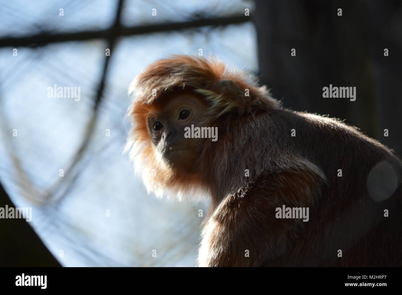 People say we monkey around Stock Photo - Alamy