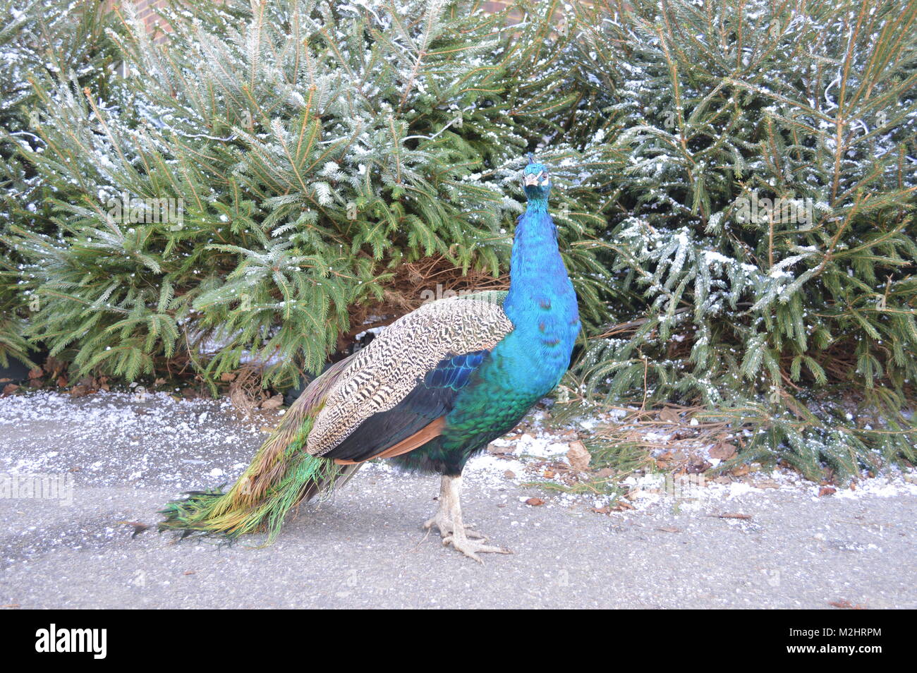 Peacock Front High Resolution Stock Photography and Images - Alamy