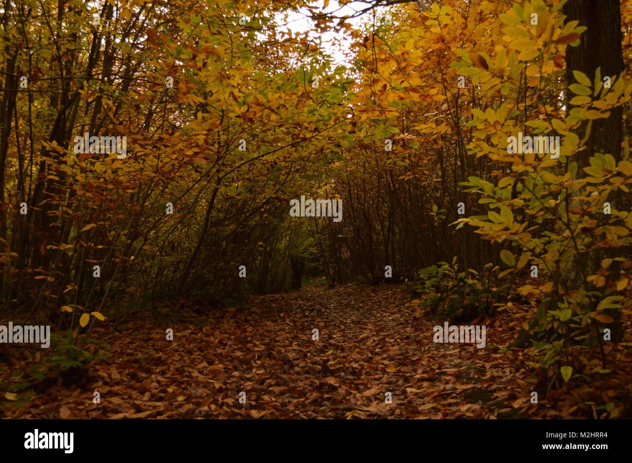 An opening amongst the trees Stock Photo - Alamy