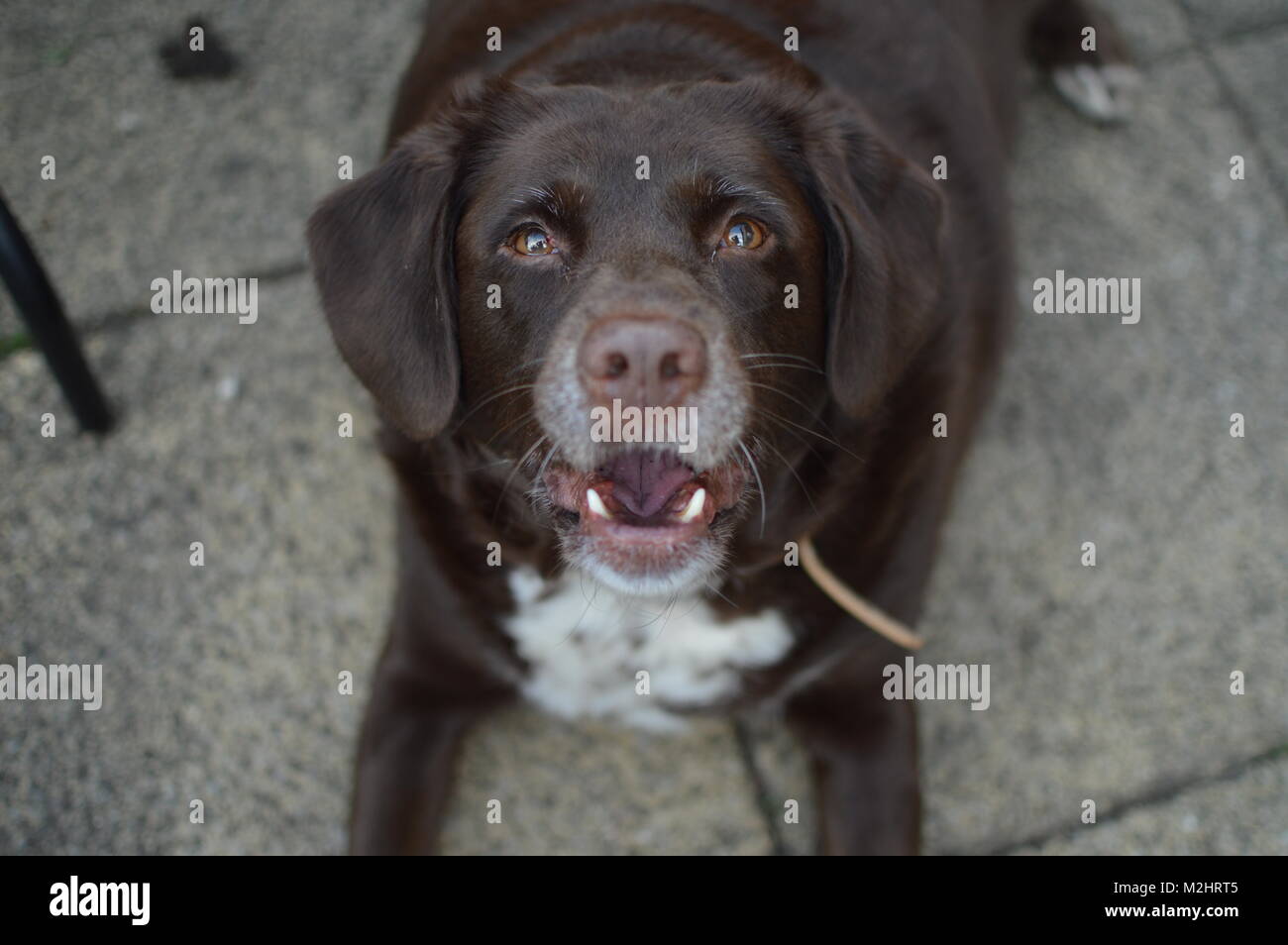Lab cross breed hi-res stock photography and images - Alamy
