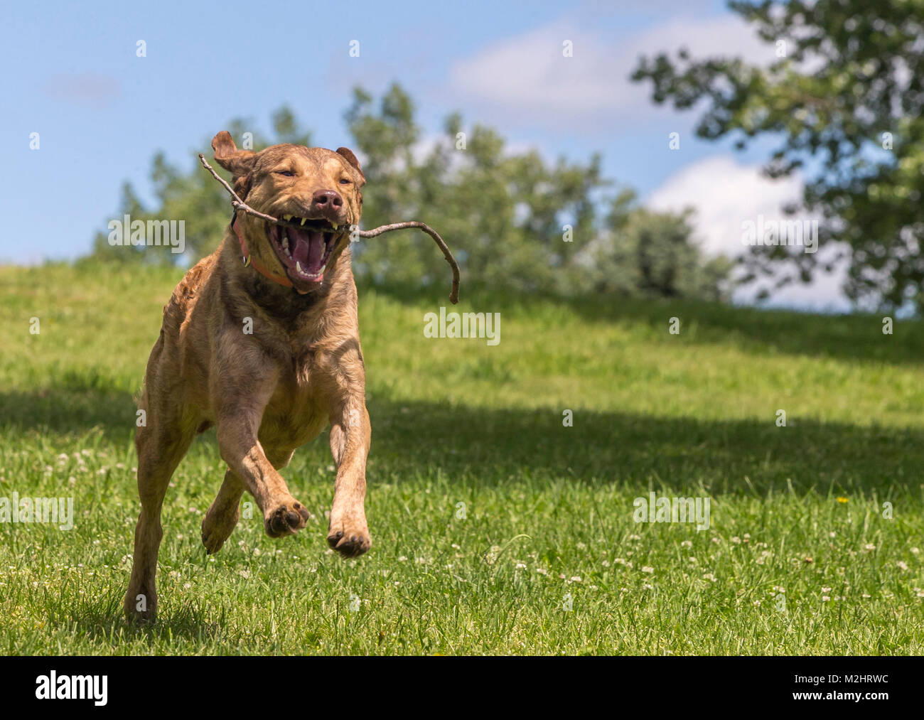 Smiling chessie hi-res stock photography and images - Alamy