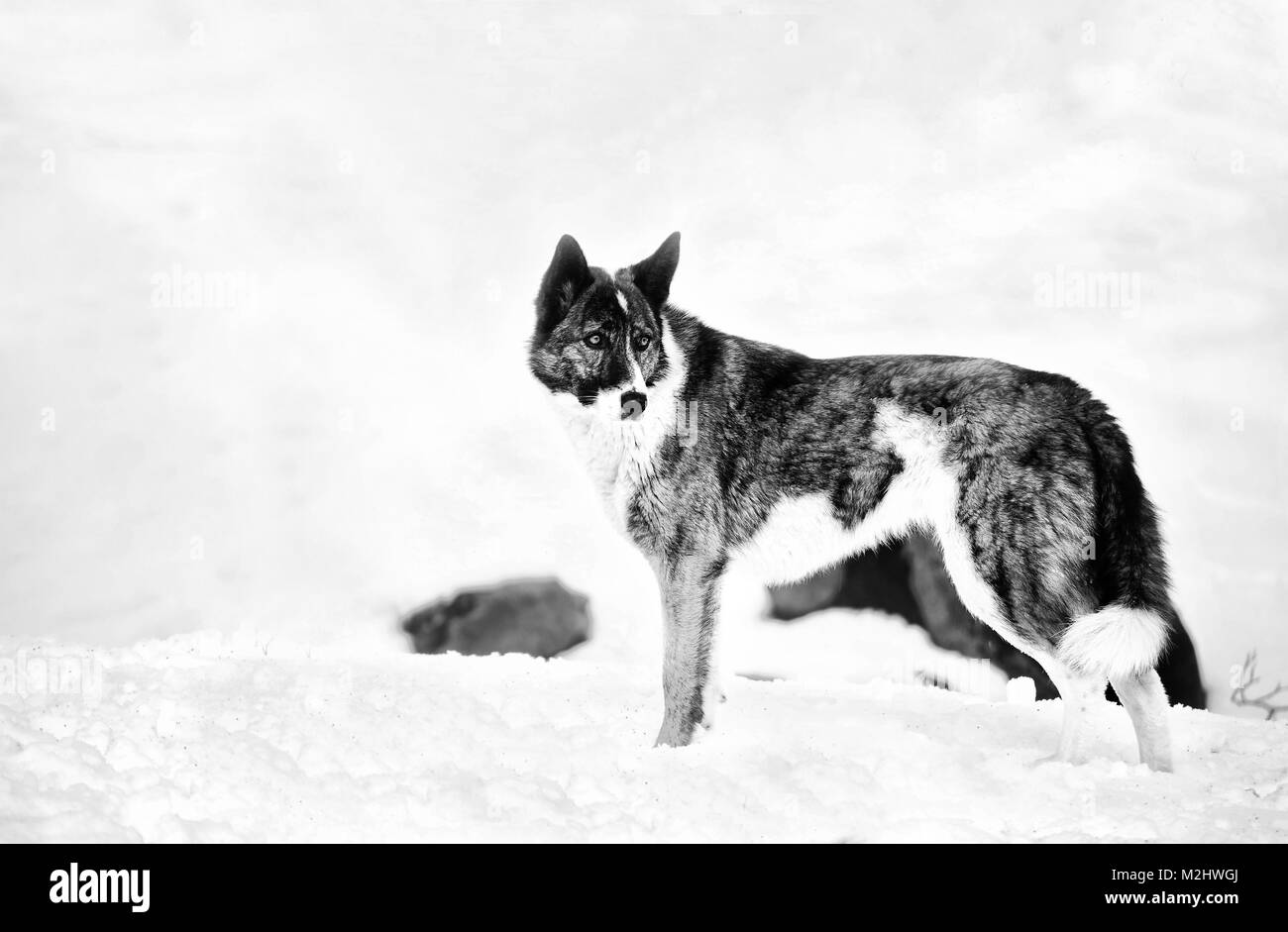 black and wite wild animal background Stock Photo - Alamy