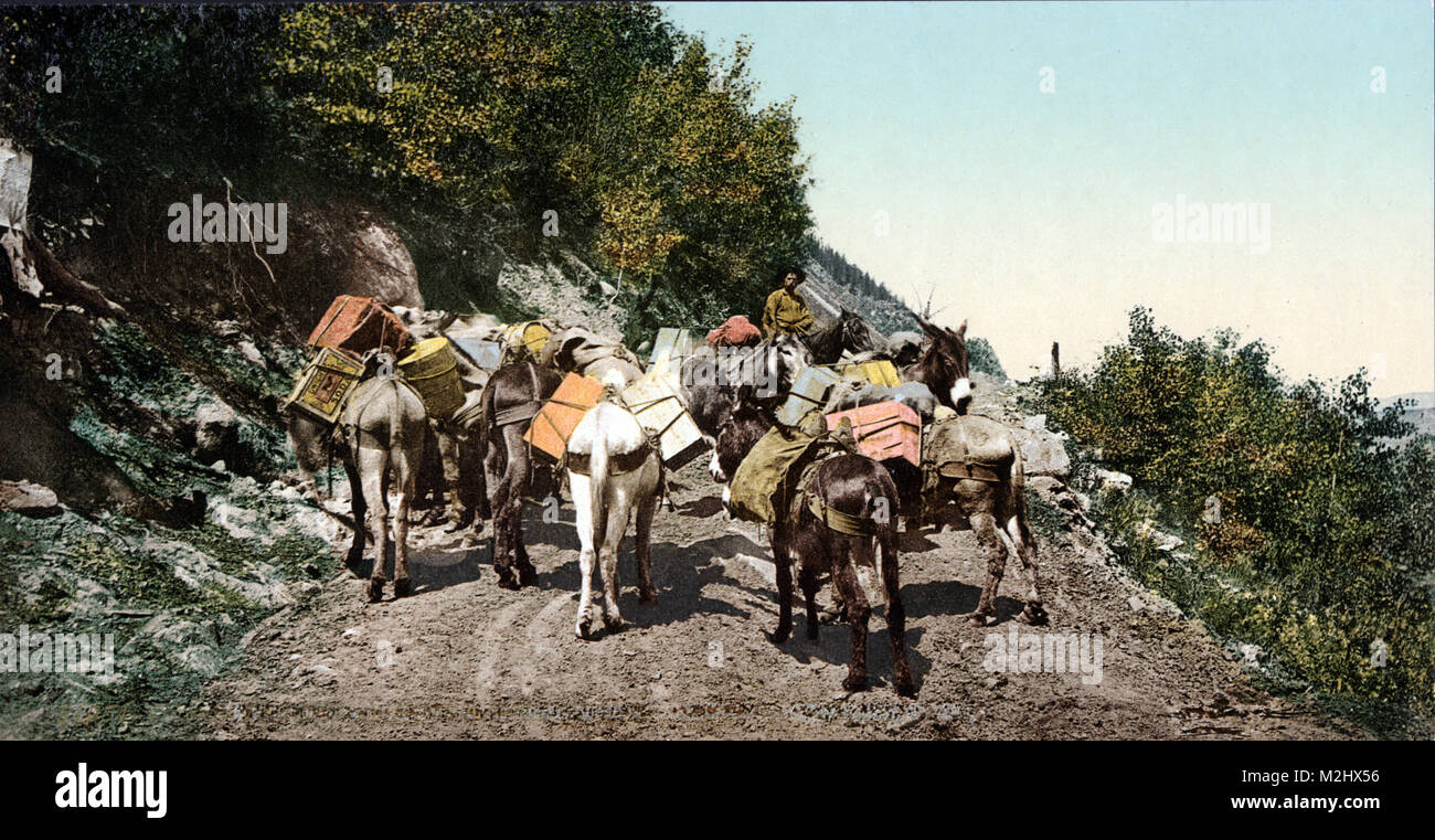 Pack Train On Mountain Road Stock Photo - Alamy