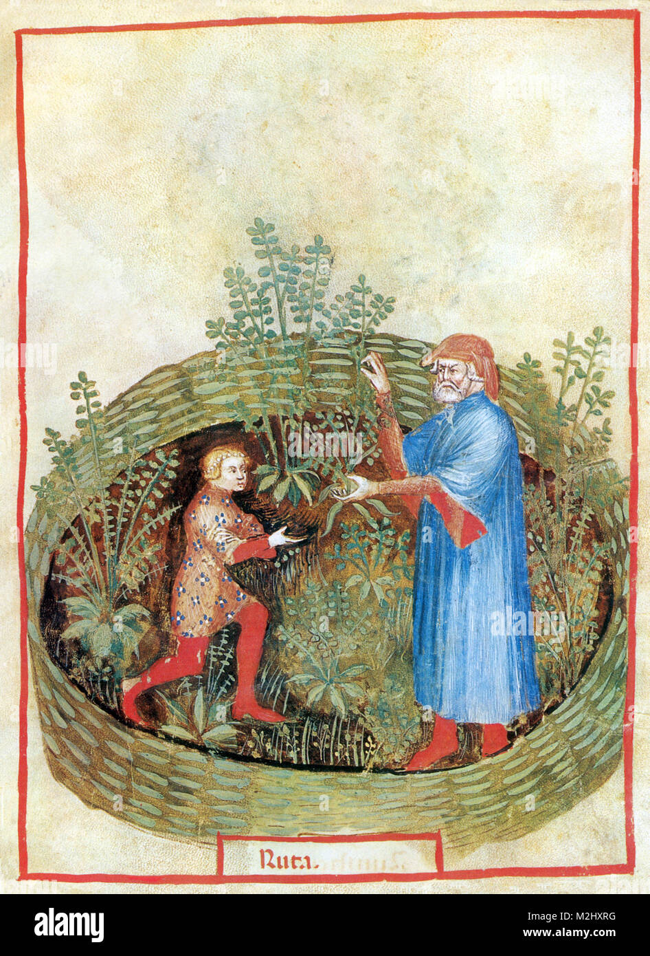 "Tacuinum Sanitatis", Rue Stock Photo - Alamy