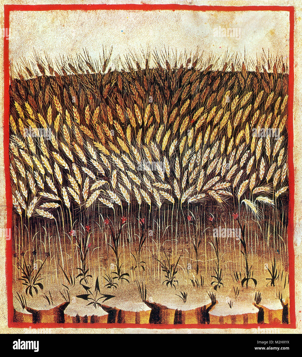 Tacuinum sanitatis 14th century medieval hi-res stock photography and ...