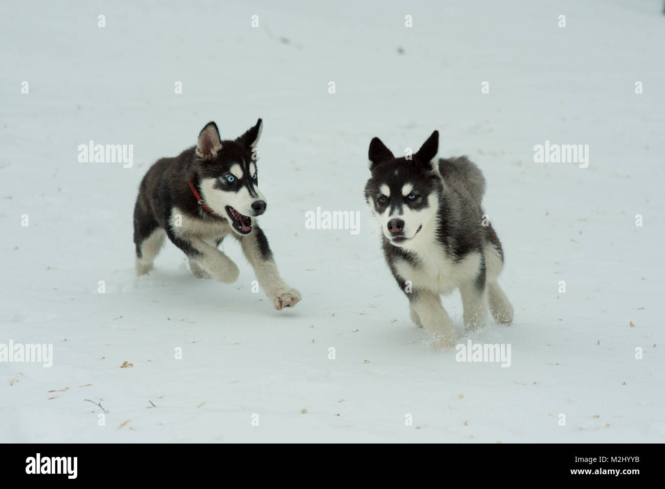 Siberian Husky playing in the snow in winter day Stock Photo - Alamy