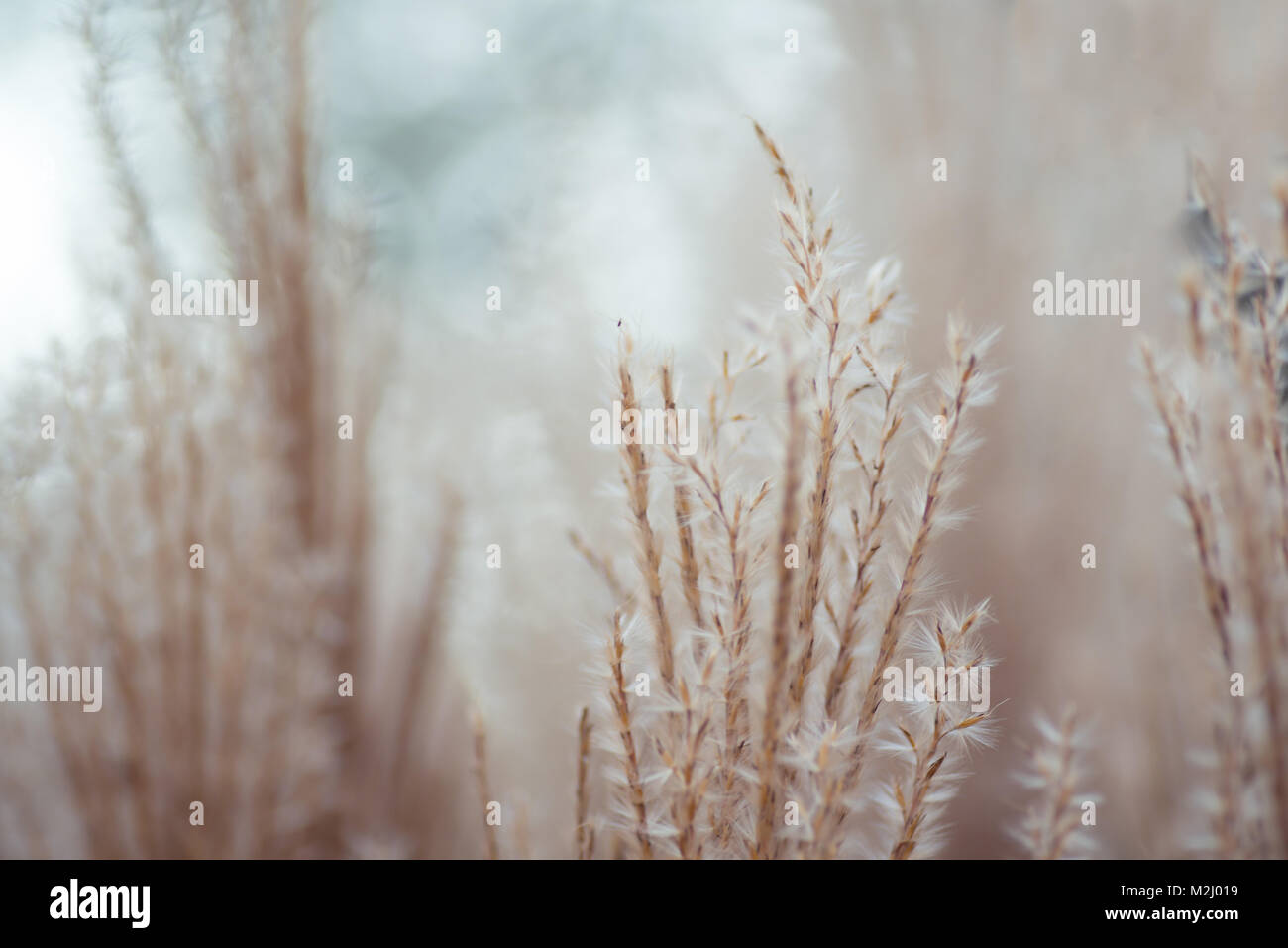 Soft textures hi-res stock photography and images - Alamy