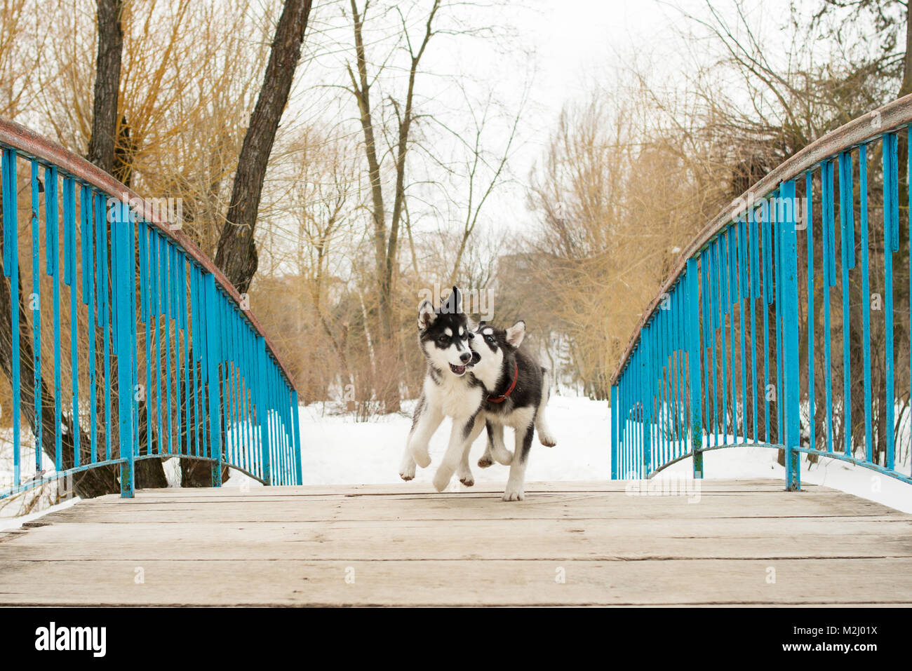 Dog running across bridge hi-res stock photography and images - Alamy