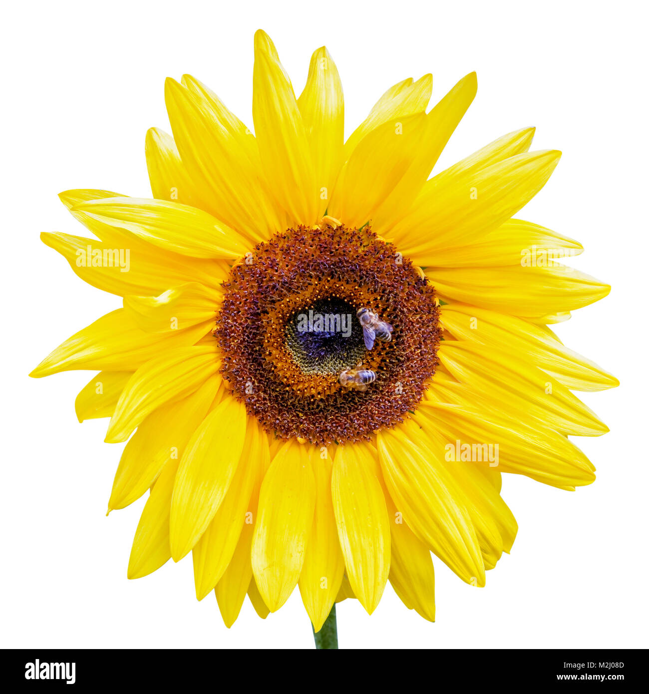Close up of a sunflower with bees gathering nectar isolated on white ...