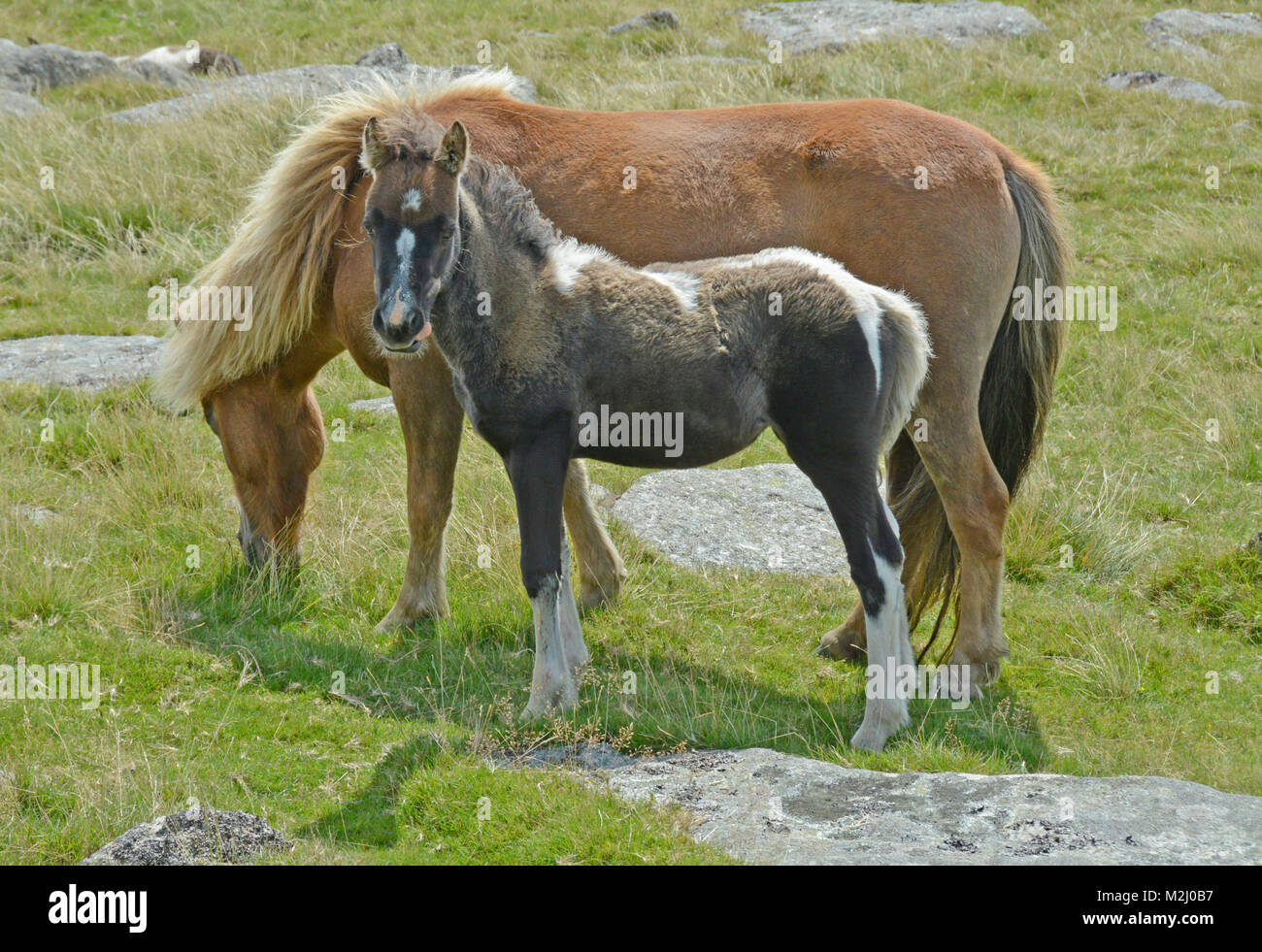 Pony and foal at Roos Tor, Dartmoor National Park, Devon Stock Photo ...
