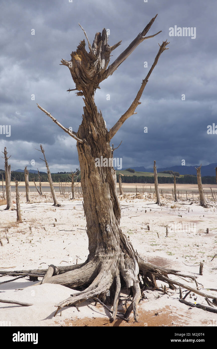 desert trees in a dry dam Stock Photo - Alamy