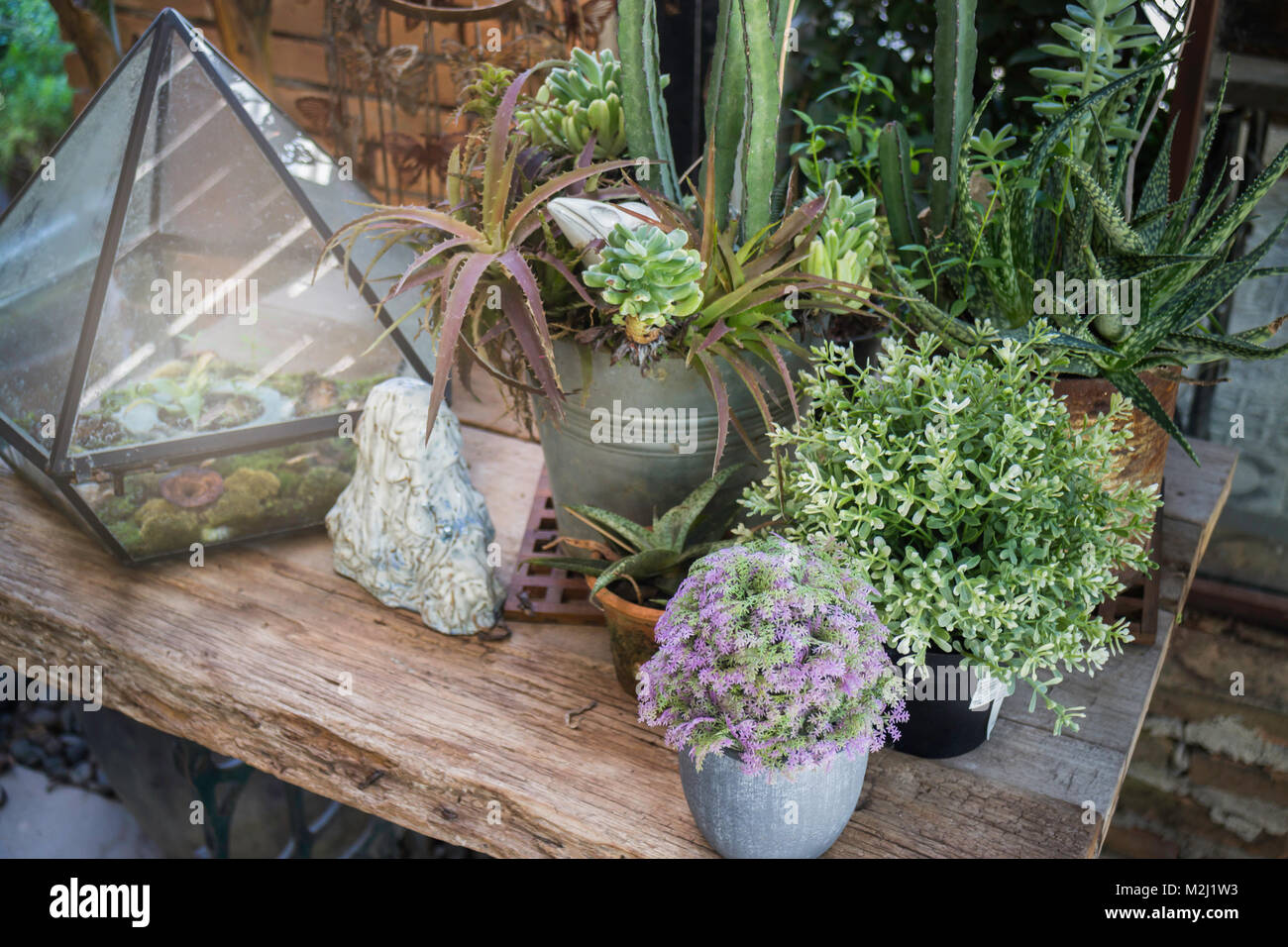 Mini plant pots decorated in the garden, stock photo Stock Photo - Alamy