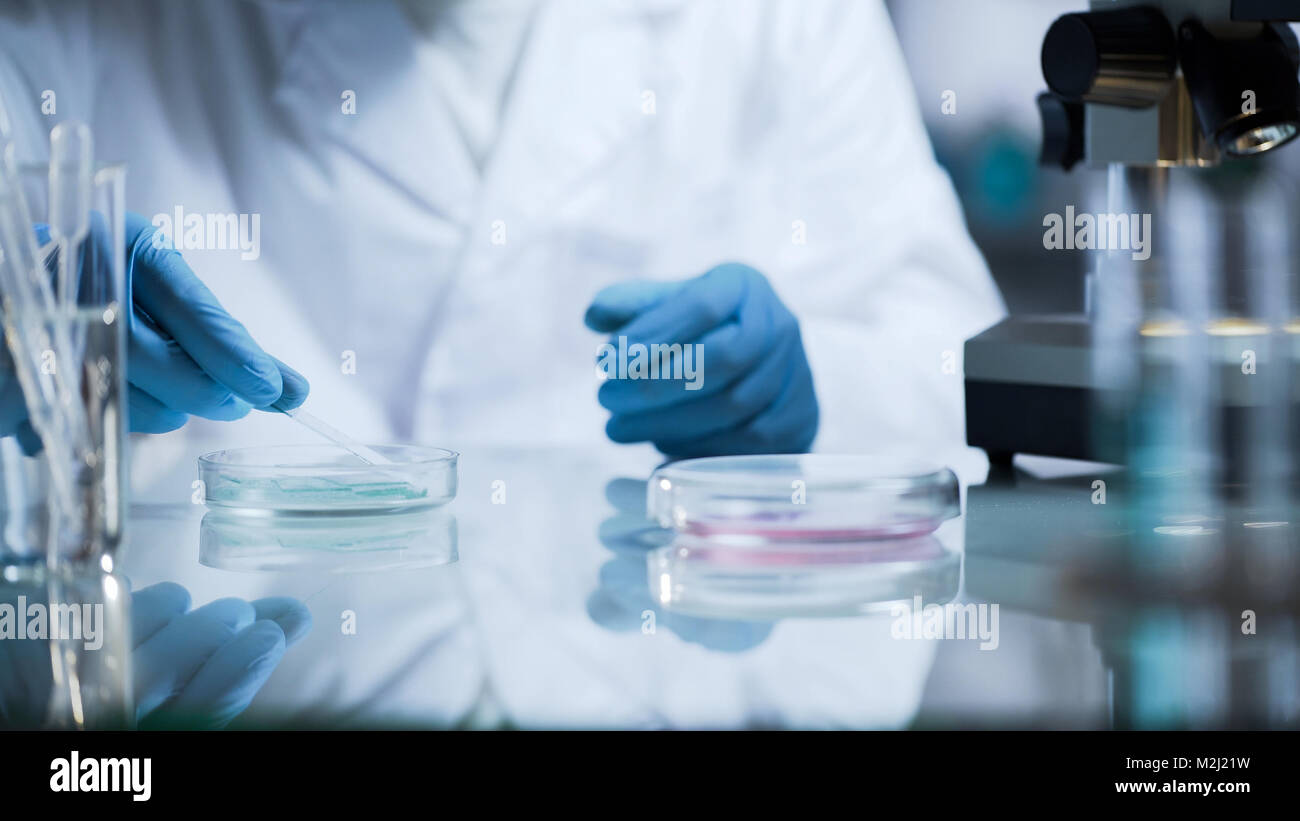 Lab assistant preparing microscope slides, disinfecting them before ...