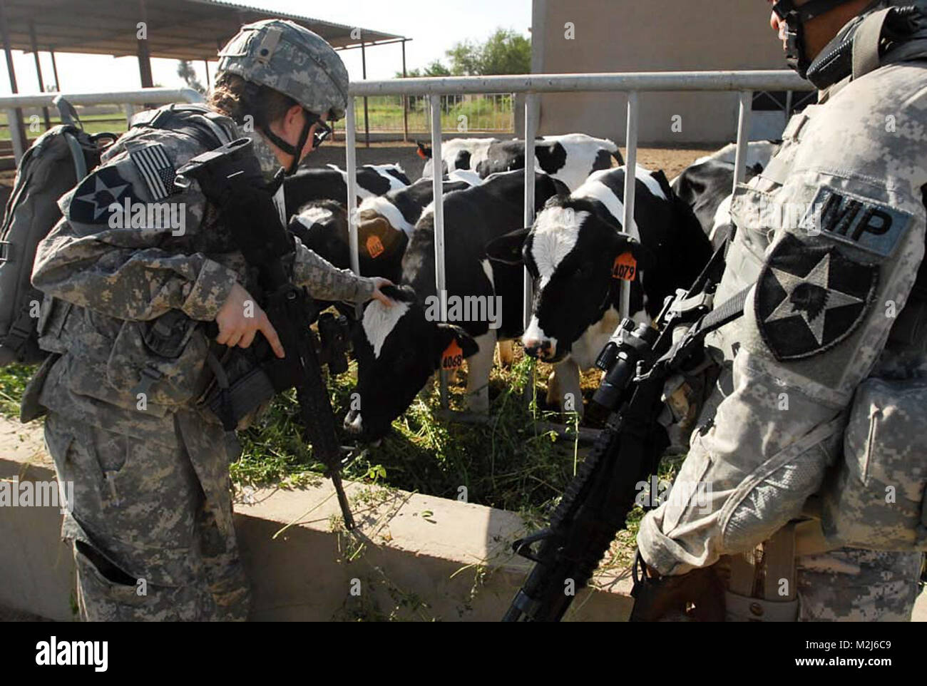 Petting dairy cows by 1st Armored Division and Fort Bliss Stock Photo ...