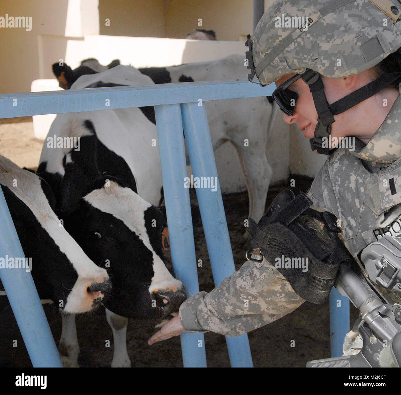 Newly purchased cows by 1st Armored Division and Fort Bliss Stock Photo ...