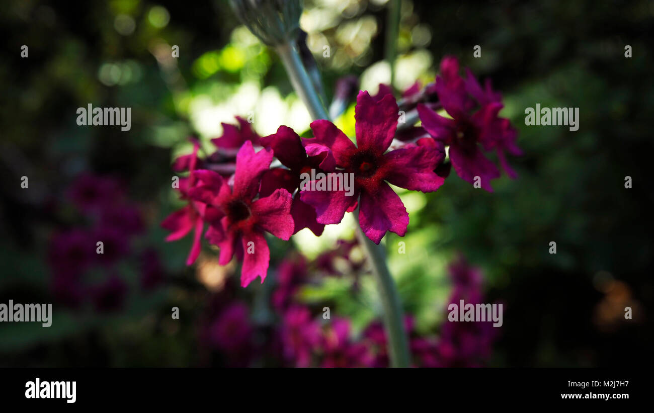 Red violet flower hi-res stock photography and images - Alamy