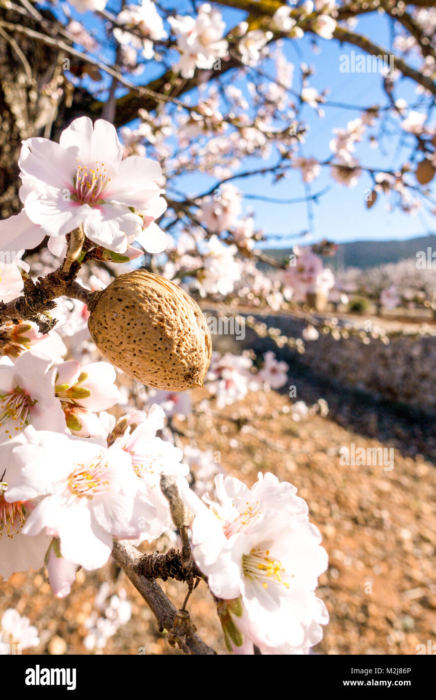 Ripe almond nuts and flowers on blossoming almond tree Stock Photo - Alamy
