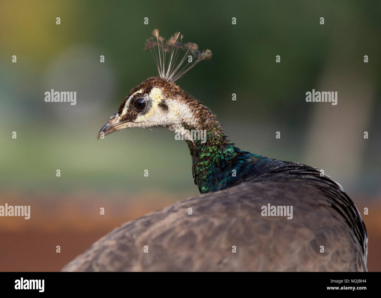 Real peacock hi-res stock photography and images - Alamy