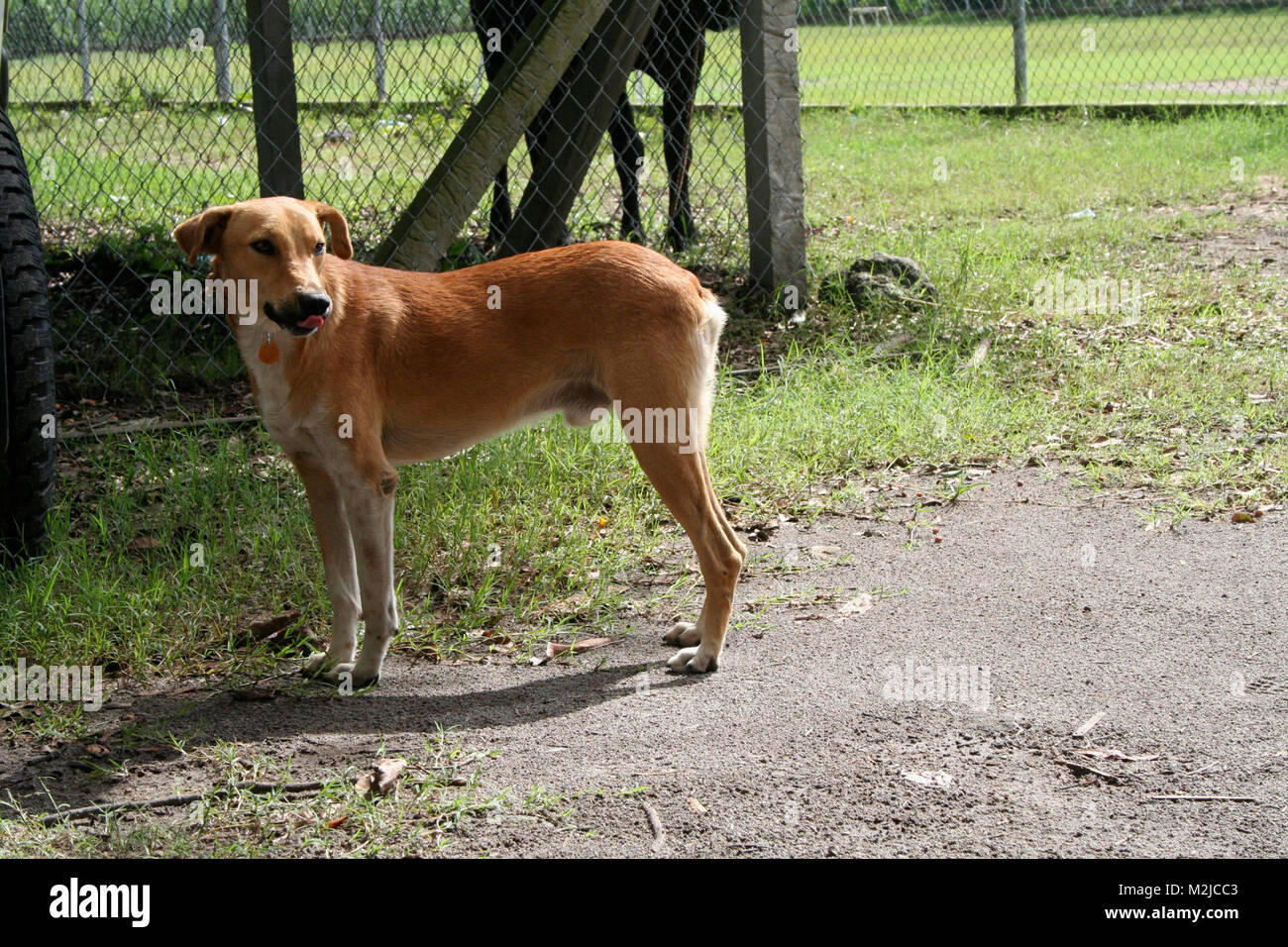 A stray dog wears a collar made of rope to display his rabies ...