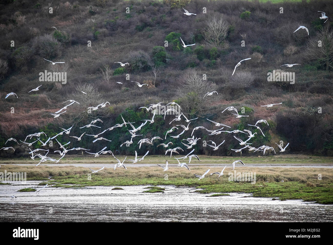 Flock birds flying over river hi-res stock photography and images - Alamy
