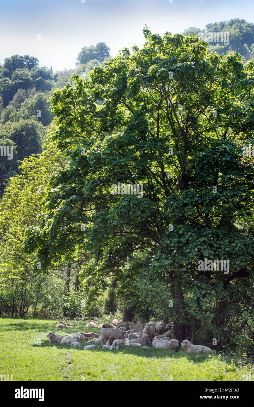 Sheep under the shade of a tree hi-res stock photography and images - Alamy