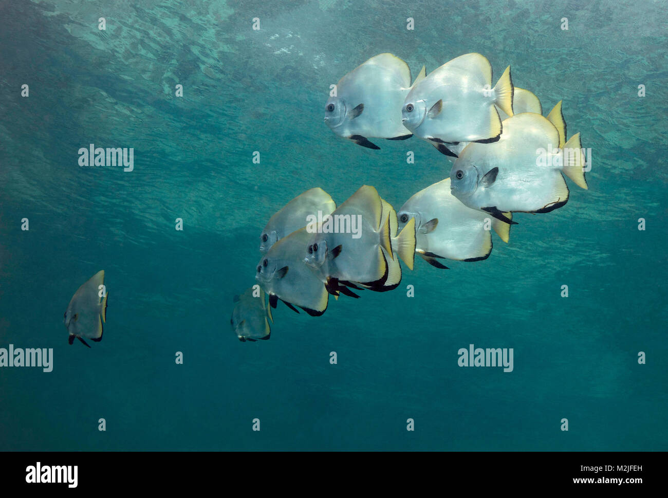 Orbicular batfishes in the Celebes sea, Sipadan Island, Malaysia Stock ...