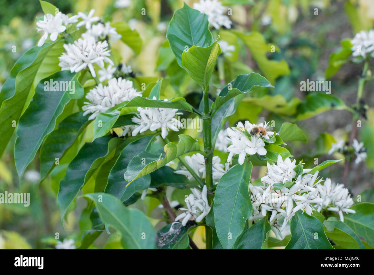 Arabica coffee plant flowers hi-res stock photography and images - Alamy
