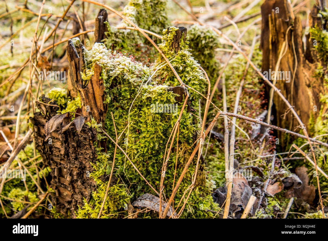 Dead moss hi-res stock photography and images - Alamy