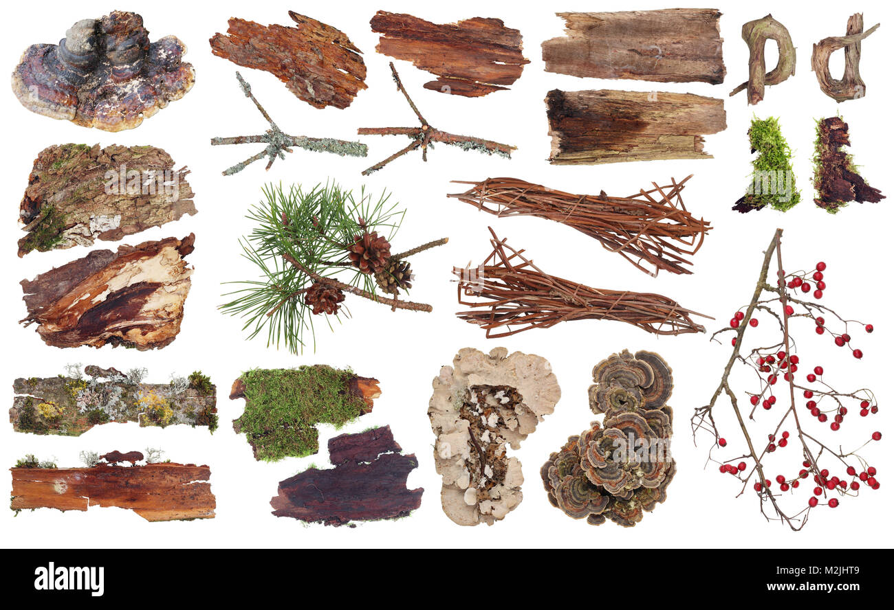 Fragment of reall forest ground objects - moss, cones. branches and ...