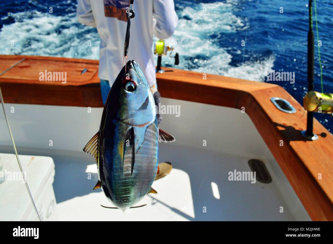 Reef shark bait hi-res stock photography and images - Alamy
