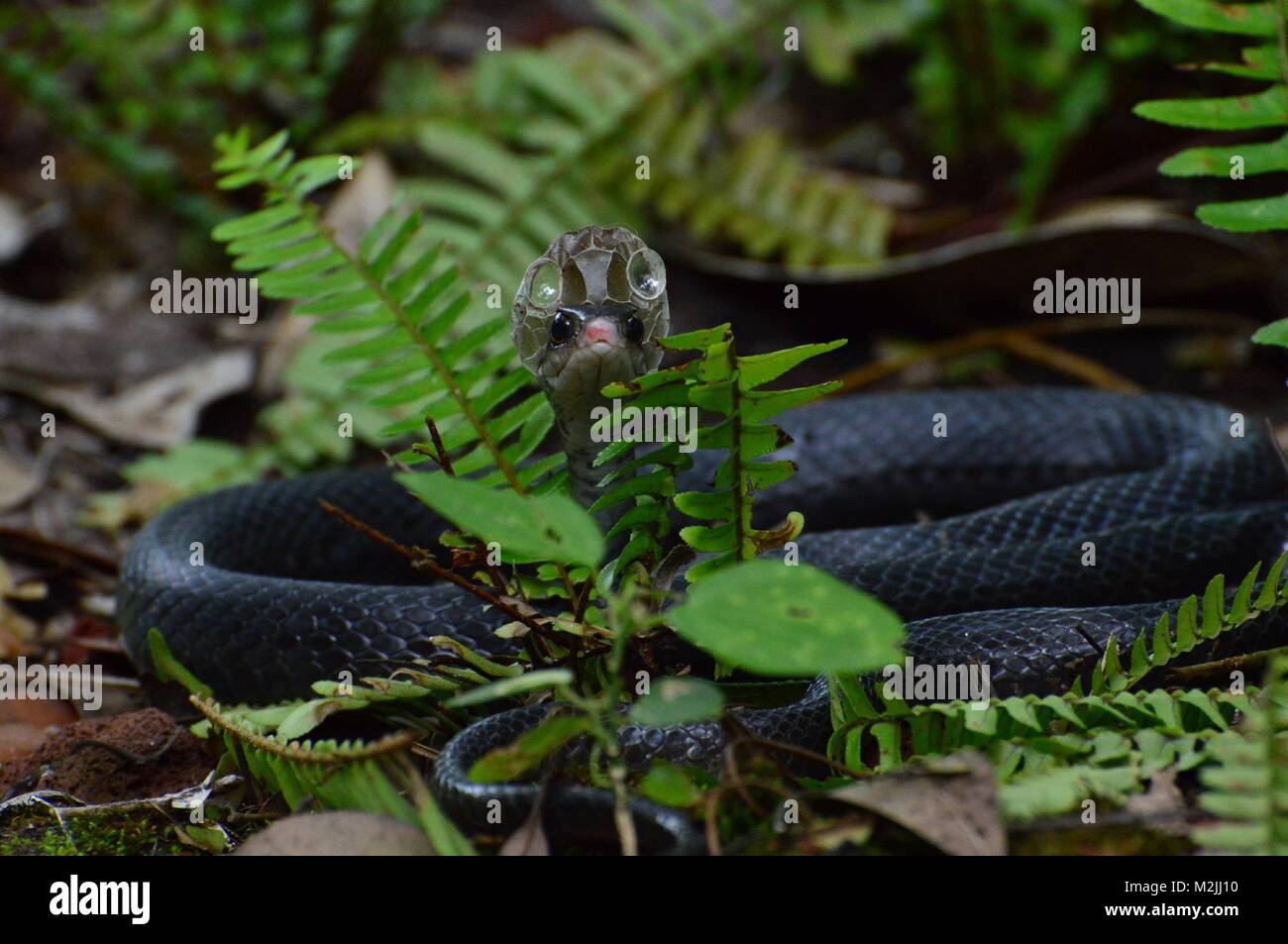 Southern black racer snake hi-res stock photography and images - Alamy