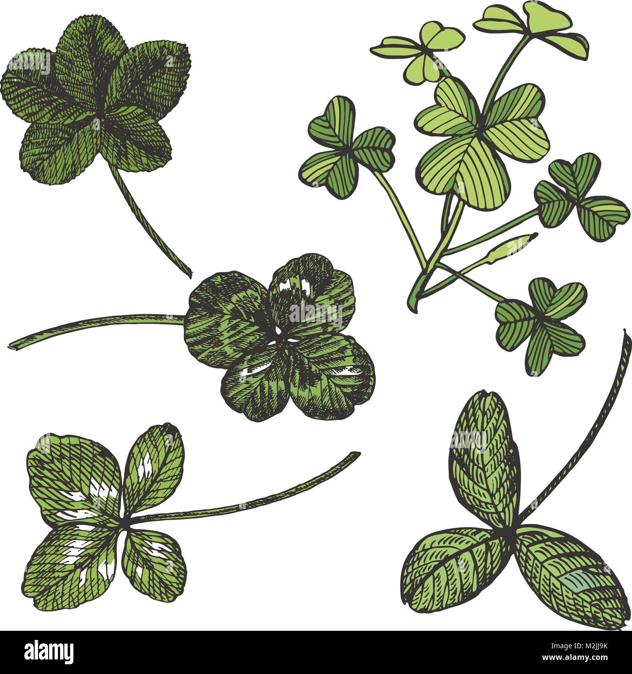 Green Clover vector set. Isolated wild plant and leaves on white ...