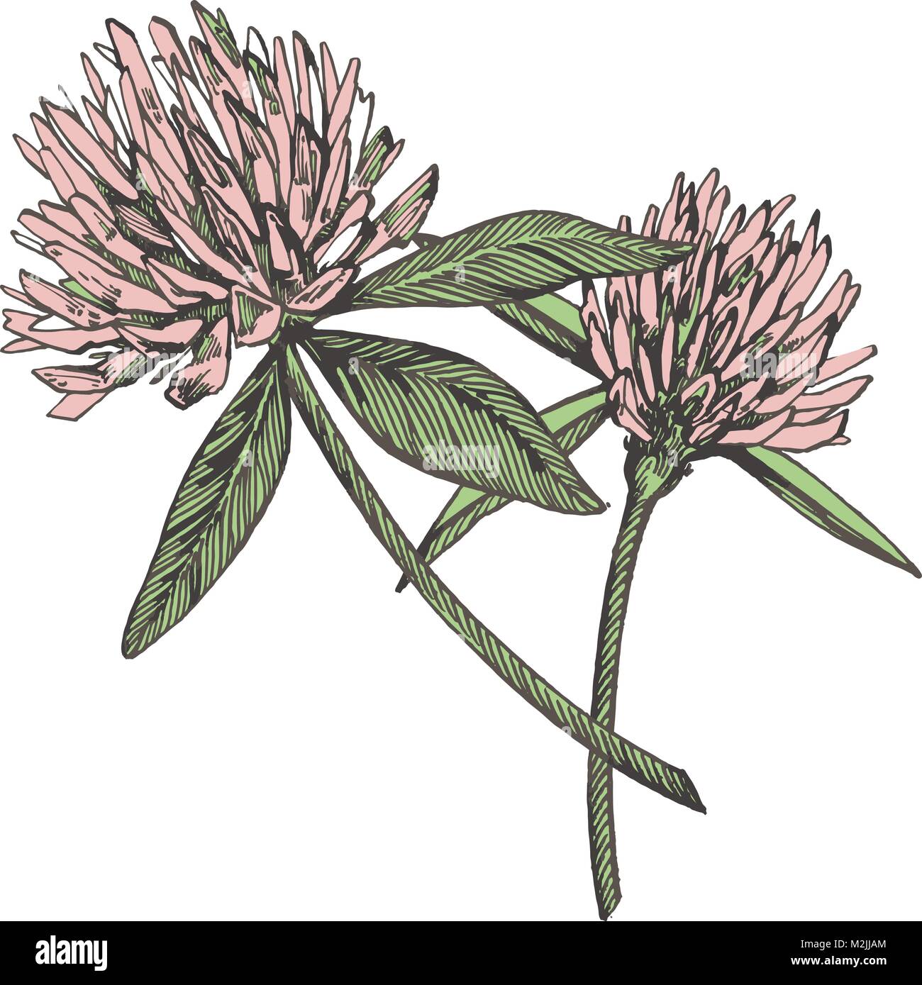 Clover flower vector set. Isolated wild plant and leaves on white ...