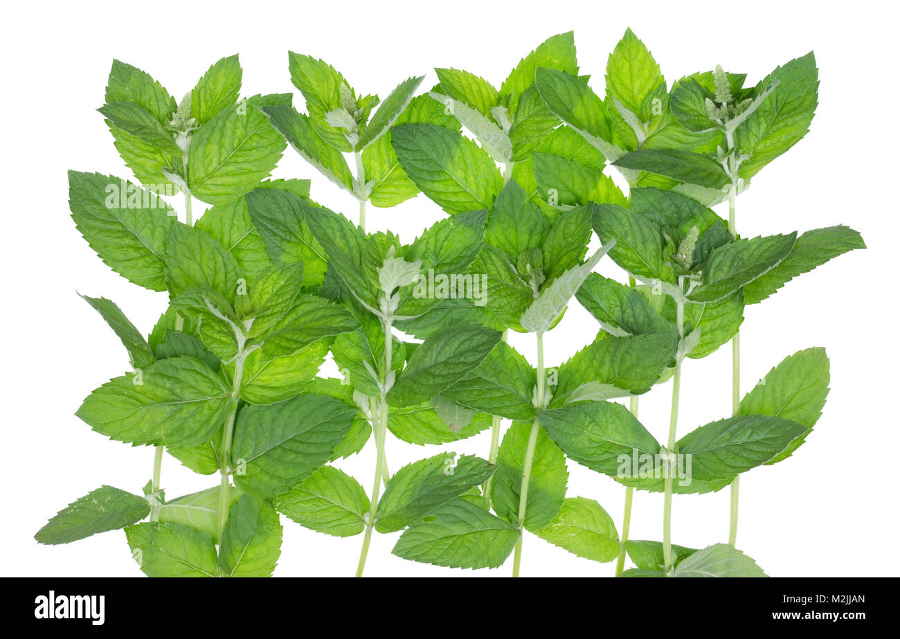 Mint plant grow hi-res stock photography and images - Alamy