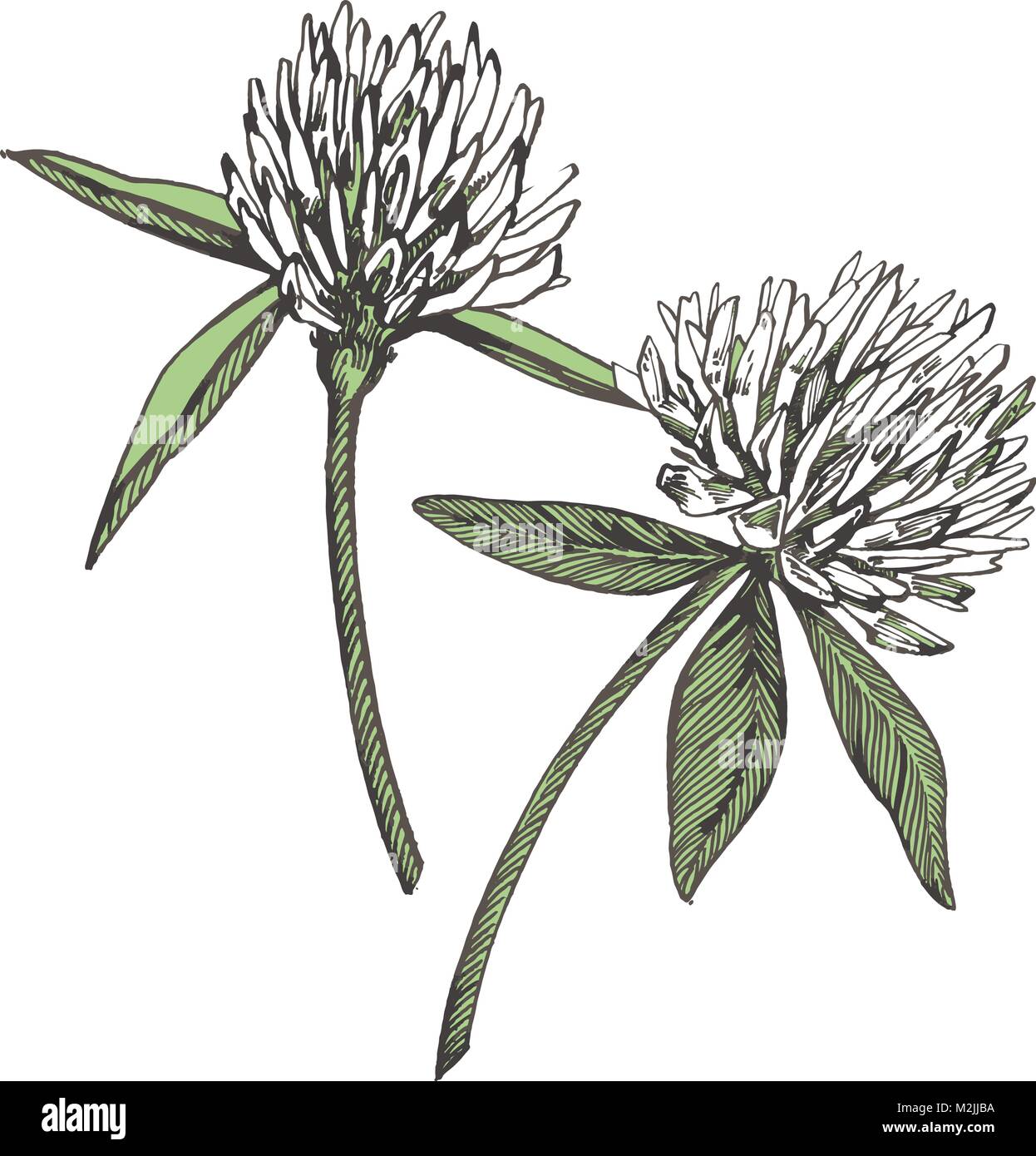 Clover Flower Vector