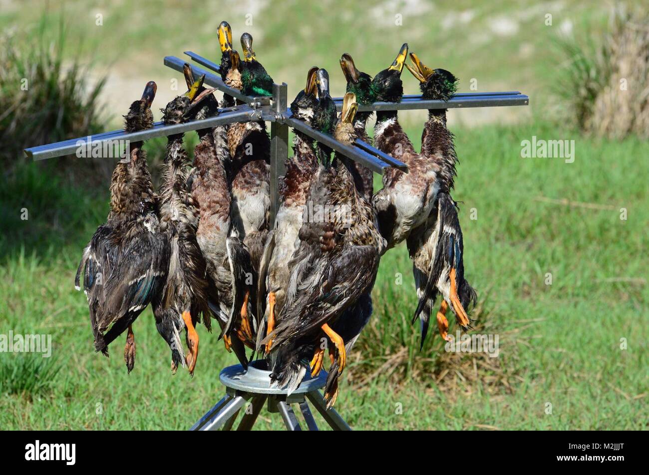 Duck holder hi-res stock photography and images - Alamy