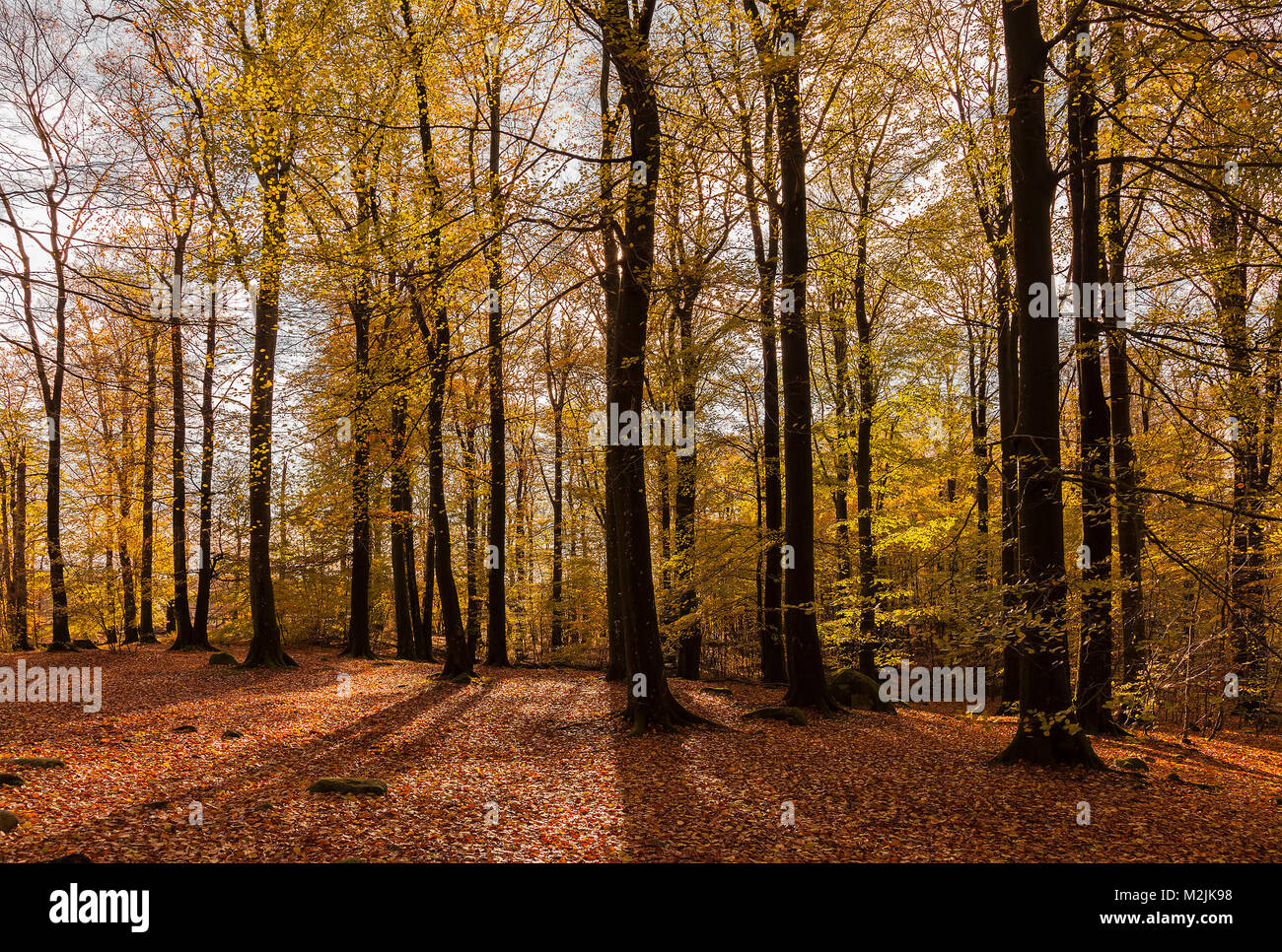 Colours in forest hi-res stock photography and images - Alamy