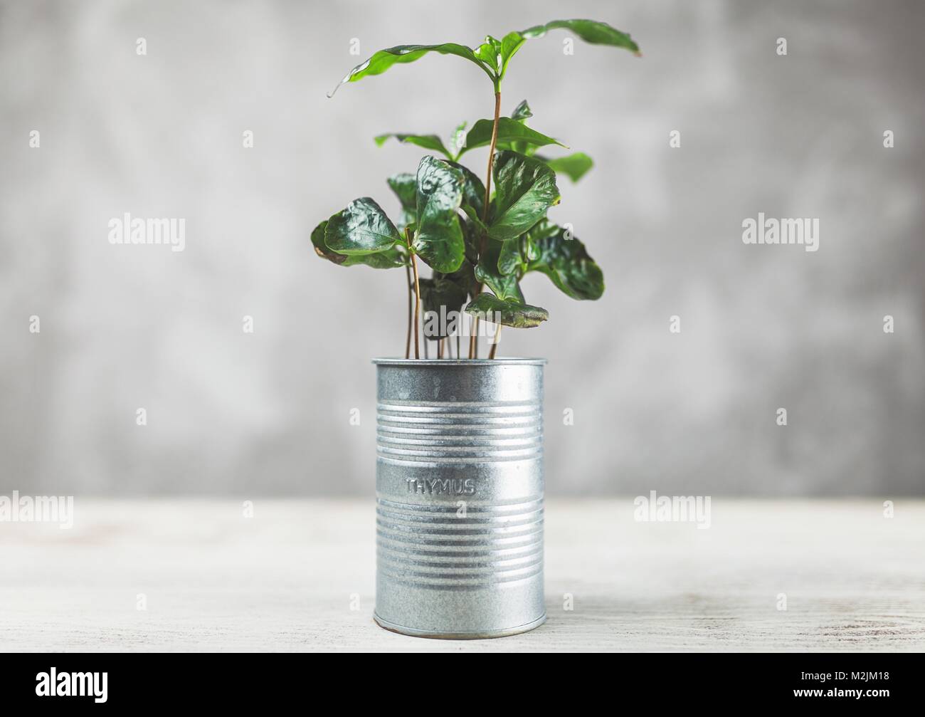 Plant sprout in a can Stock Photo - Alamy