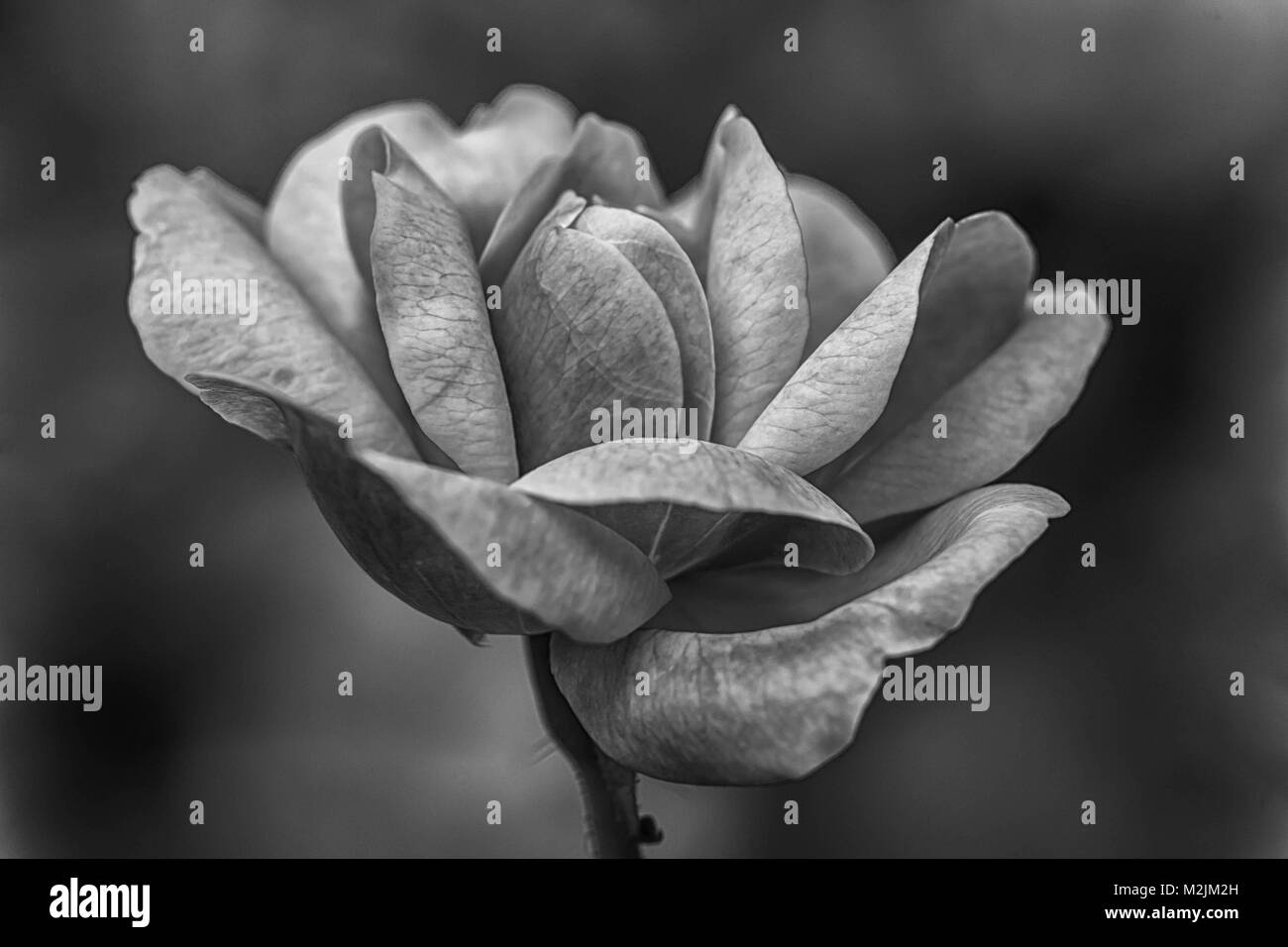 Magic in the rose Black and White Stock Photos & Images - Alamy