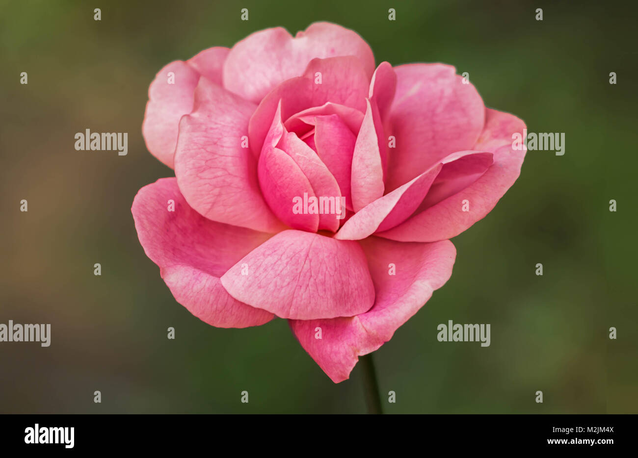 Rose petal top view hi-res stock photography and images - Alamy