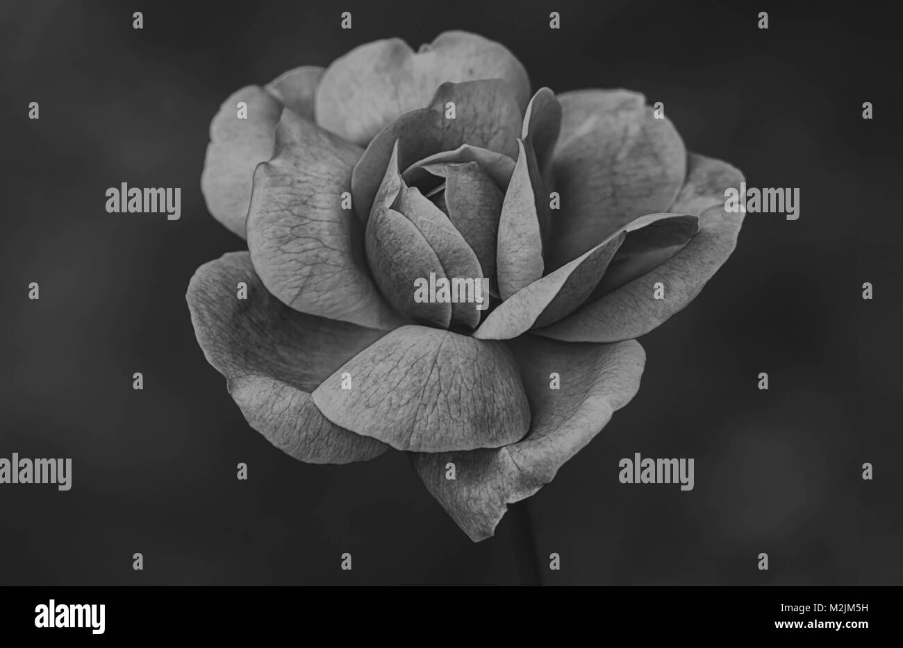 Magic in the rose Black and White Stock Photos & Images - Alamy