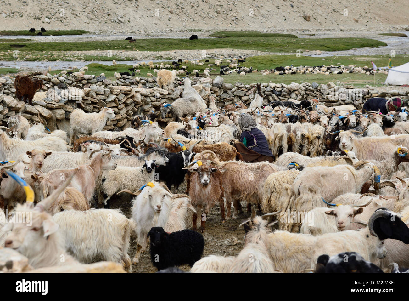 Stone homestead indian Changpa to farm animals, goats from which they ...