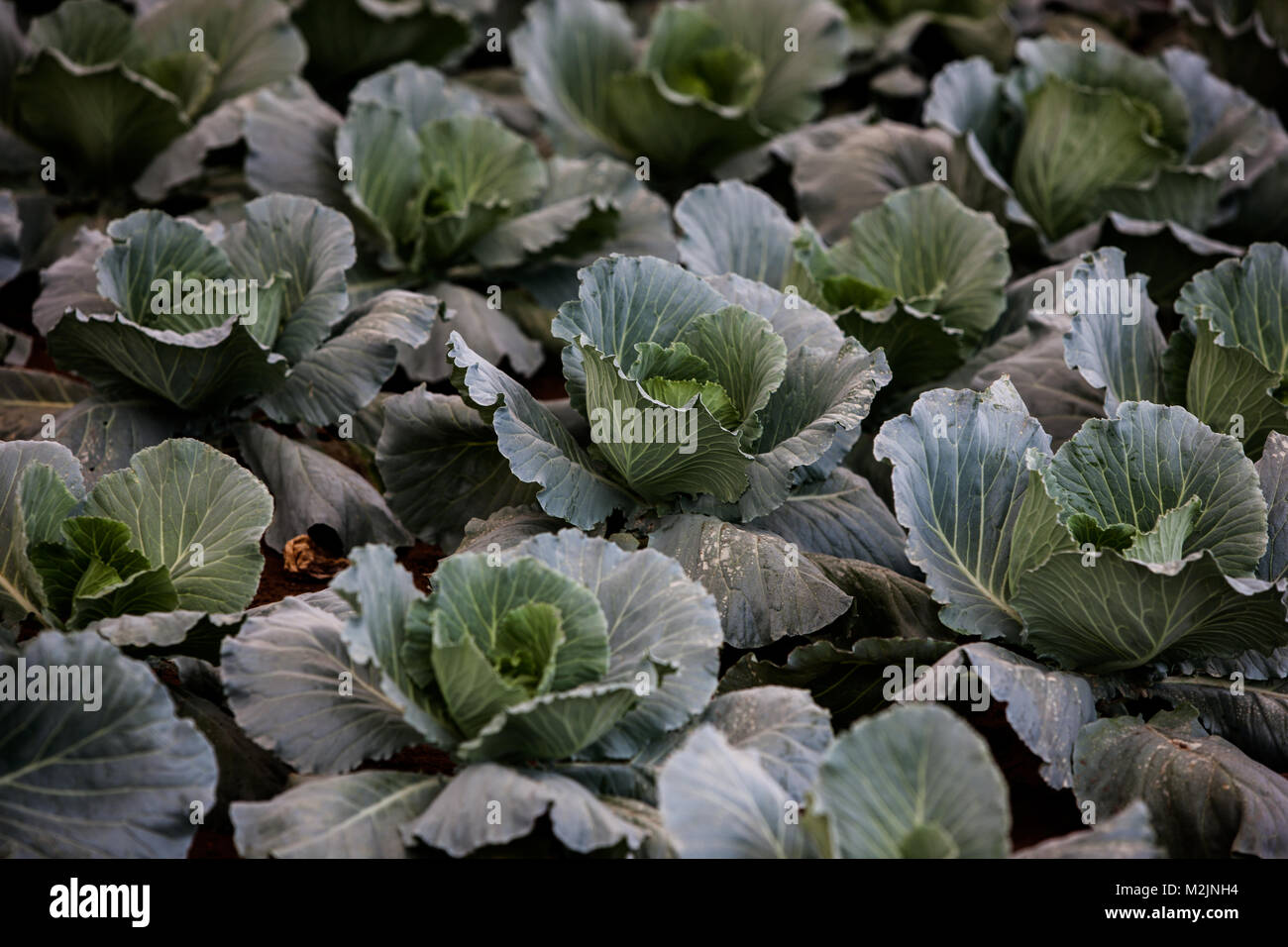 Planting cabbages, closeup Stock Photo - Alamy