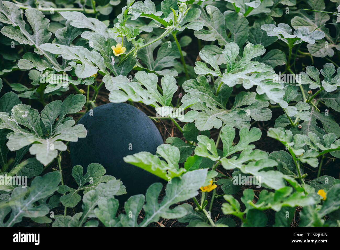 Watermelon planting, closeup Stock Photo - Alamy